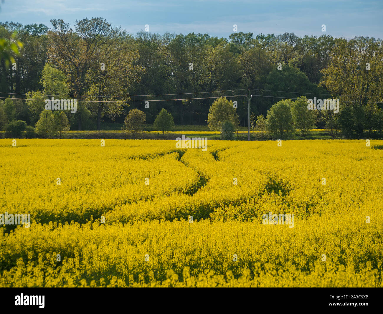 Colza field at countryside, landscape photo of yellow plants used for ...