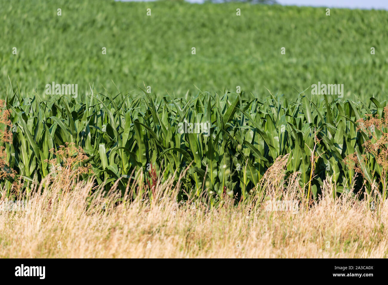 a corn field along side some tall grass at the edge of town Stock Photo ...