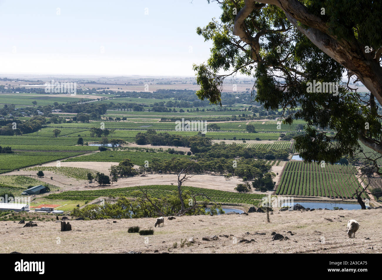 Thousands of sheep hi-res stock photography and images - Alamy