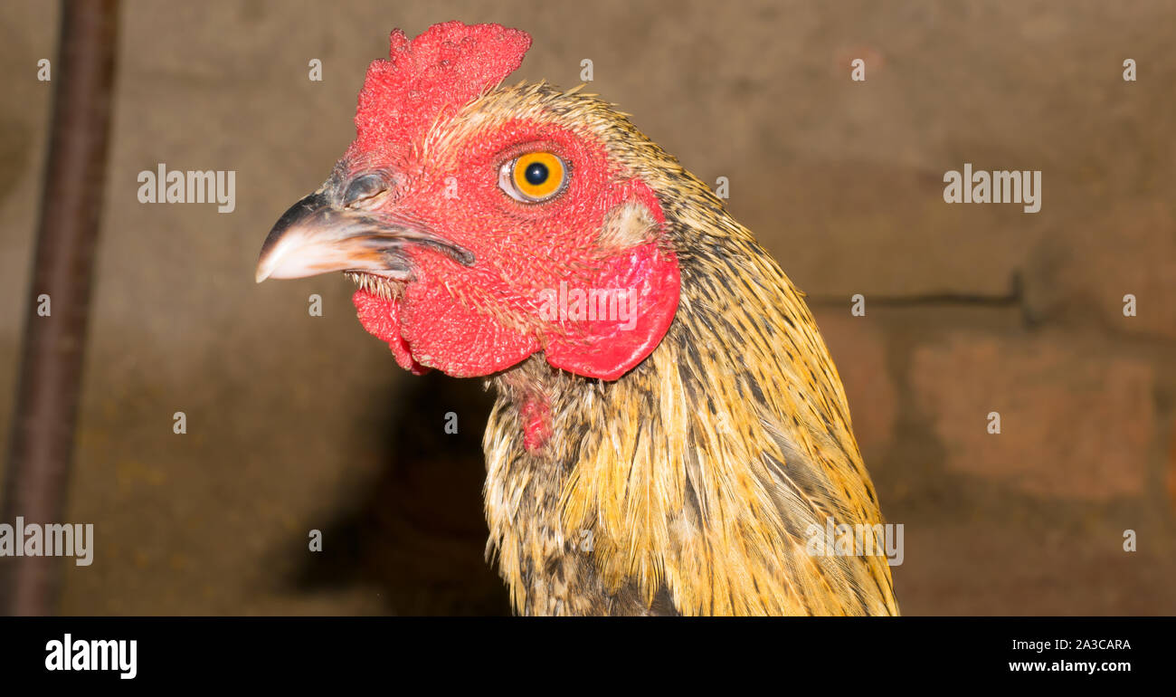 close up of golden rooster (chicken) head with blurred background ...