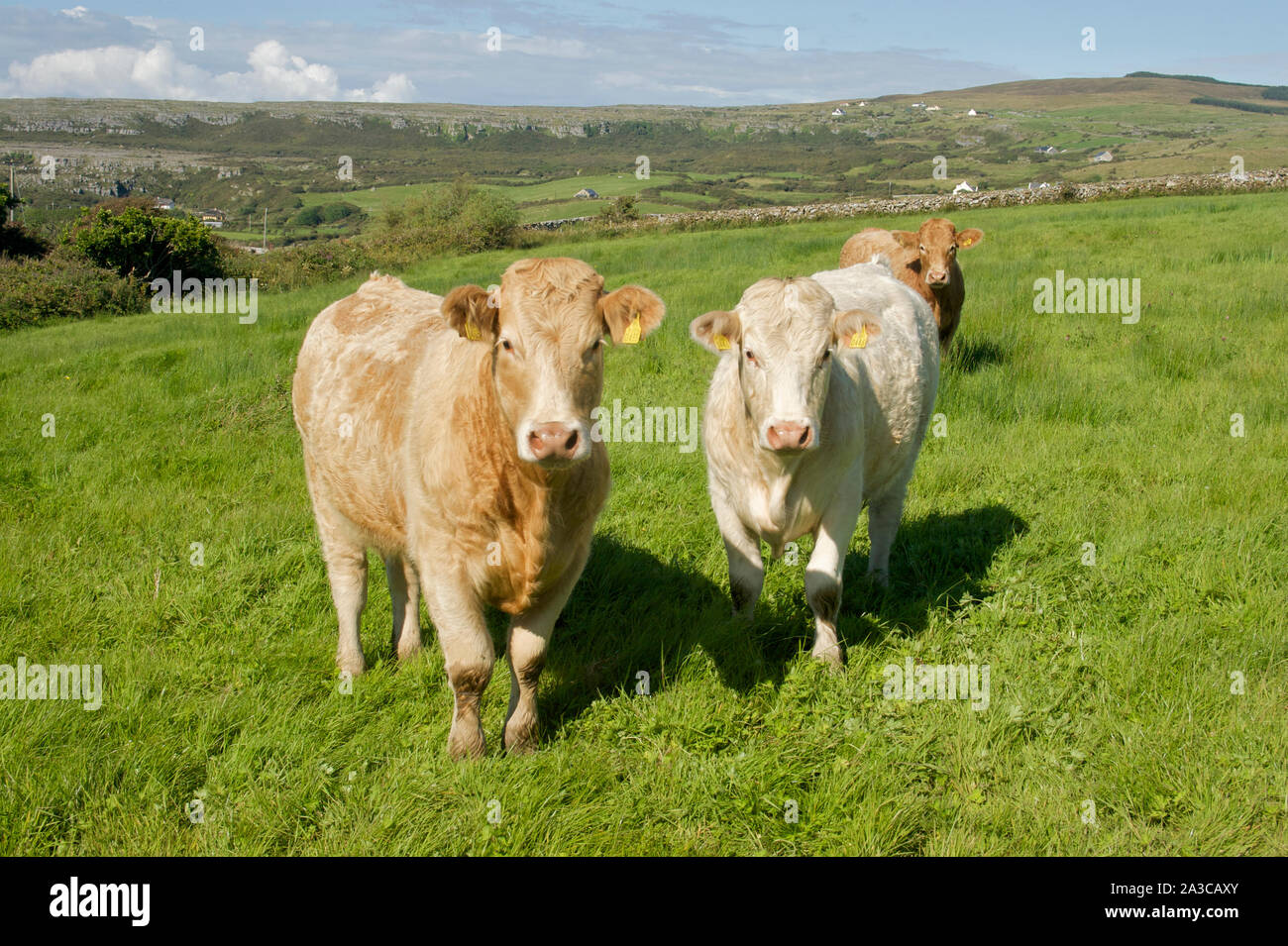 Irish charolais cattle hi-res stock photography and images - Alamy