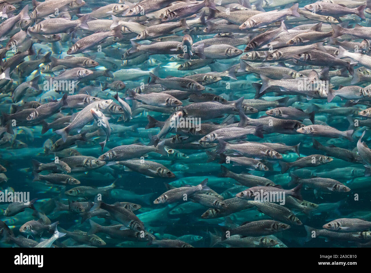 Underwater photo with lot of labrax fish Stock Photo - Alamy