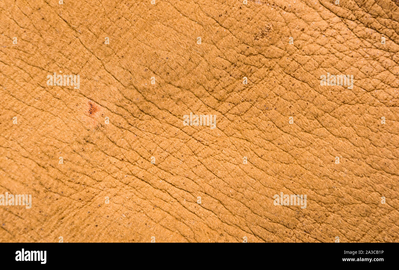 Old vintage genuine soft brown leather texture background, top layer ...