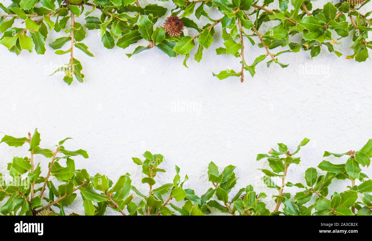 Green holly leaves border on white stucco background with copy space ...