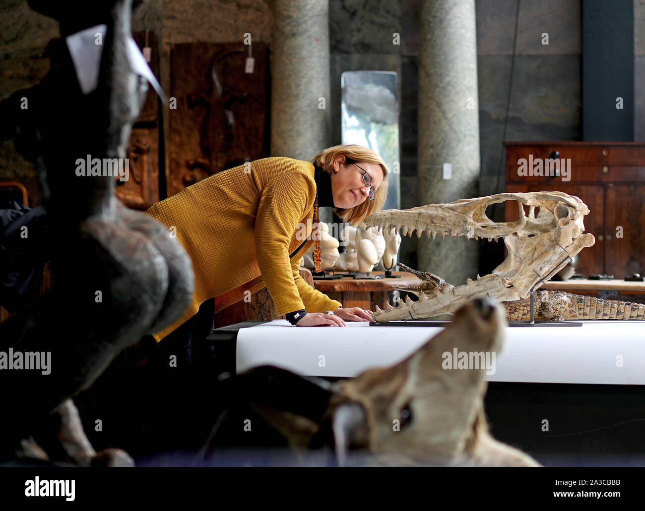 Mosasaurus head hi-res stock photography and images - Alamy