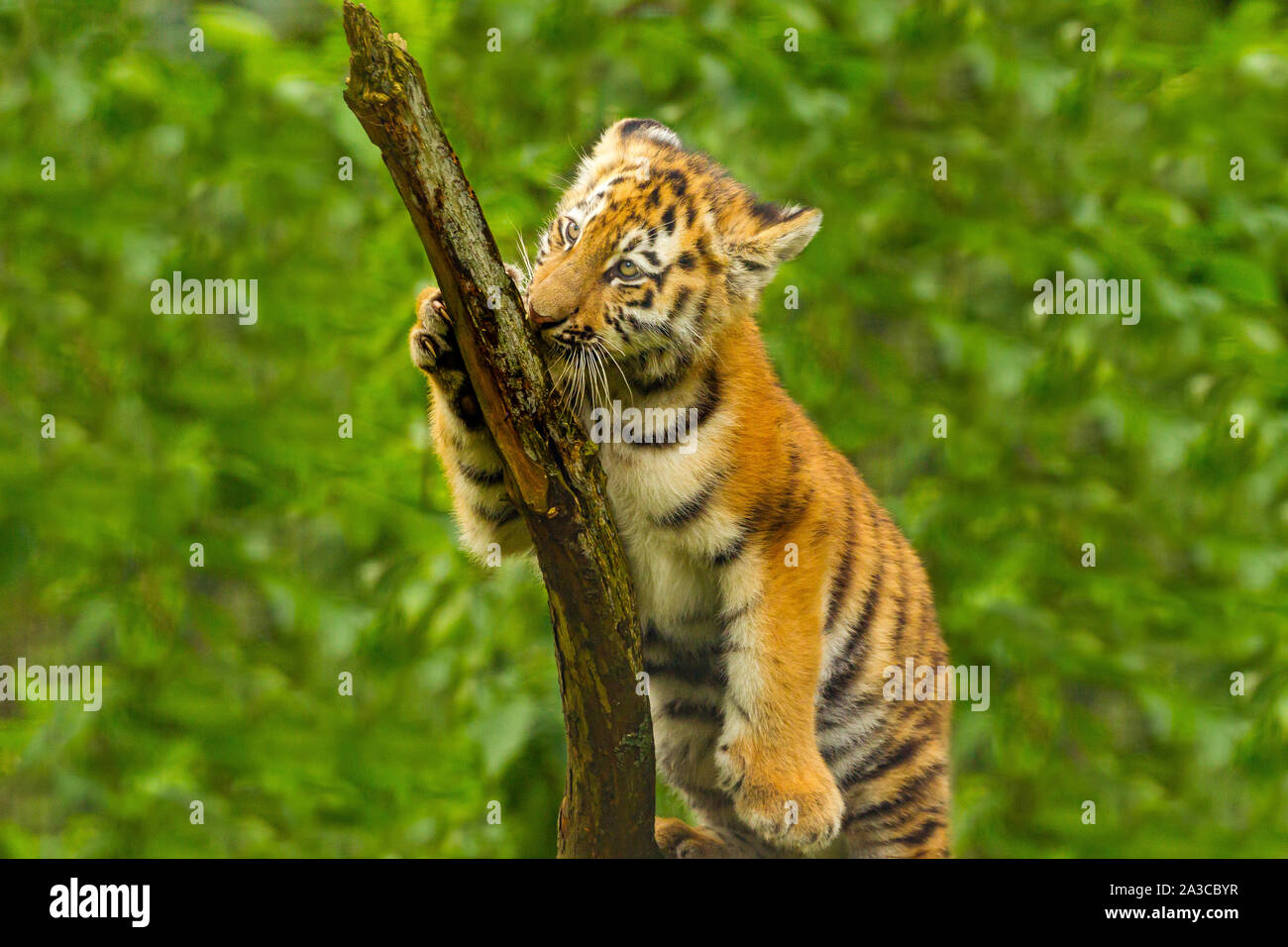 Amur/Siberian Tiger Cub (Panthera Tigris Altaica) climbing a fallen ...