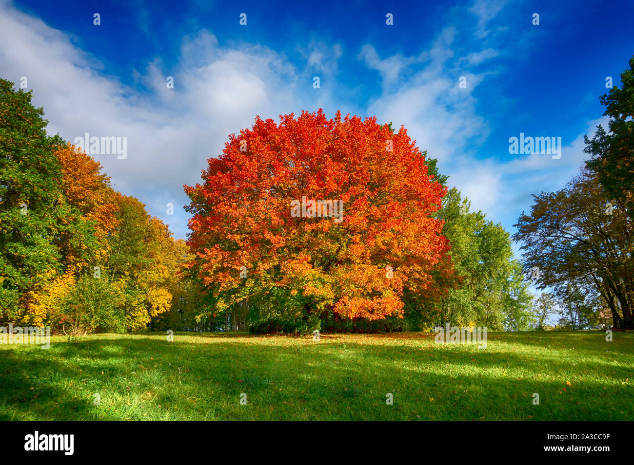 Autumn or fall landscape with colorful foliage on the woodland trees ...