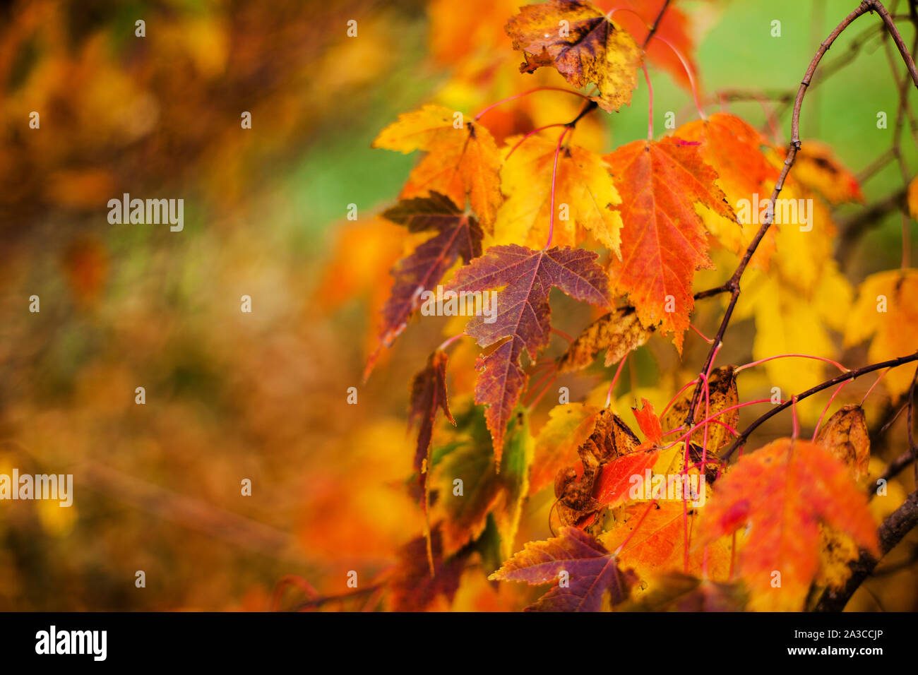 Colorful background of autumn maple yellow leaves Stock Photo - Alamy