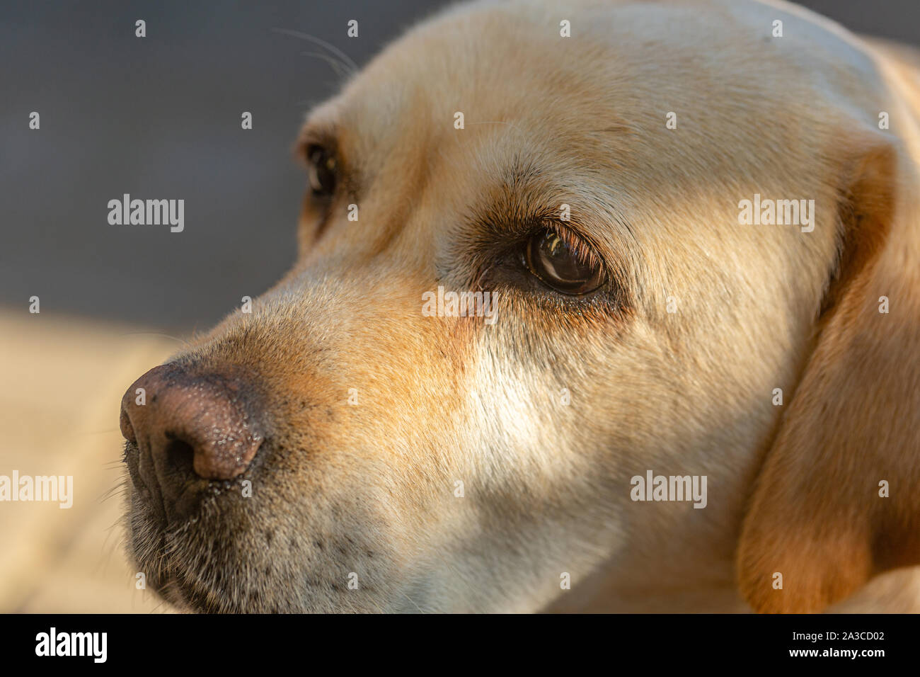 Sad labrador hi-res stock photography and images - Alamy