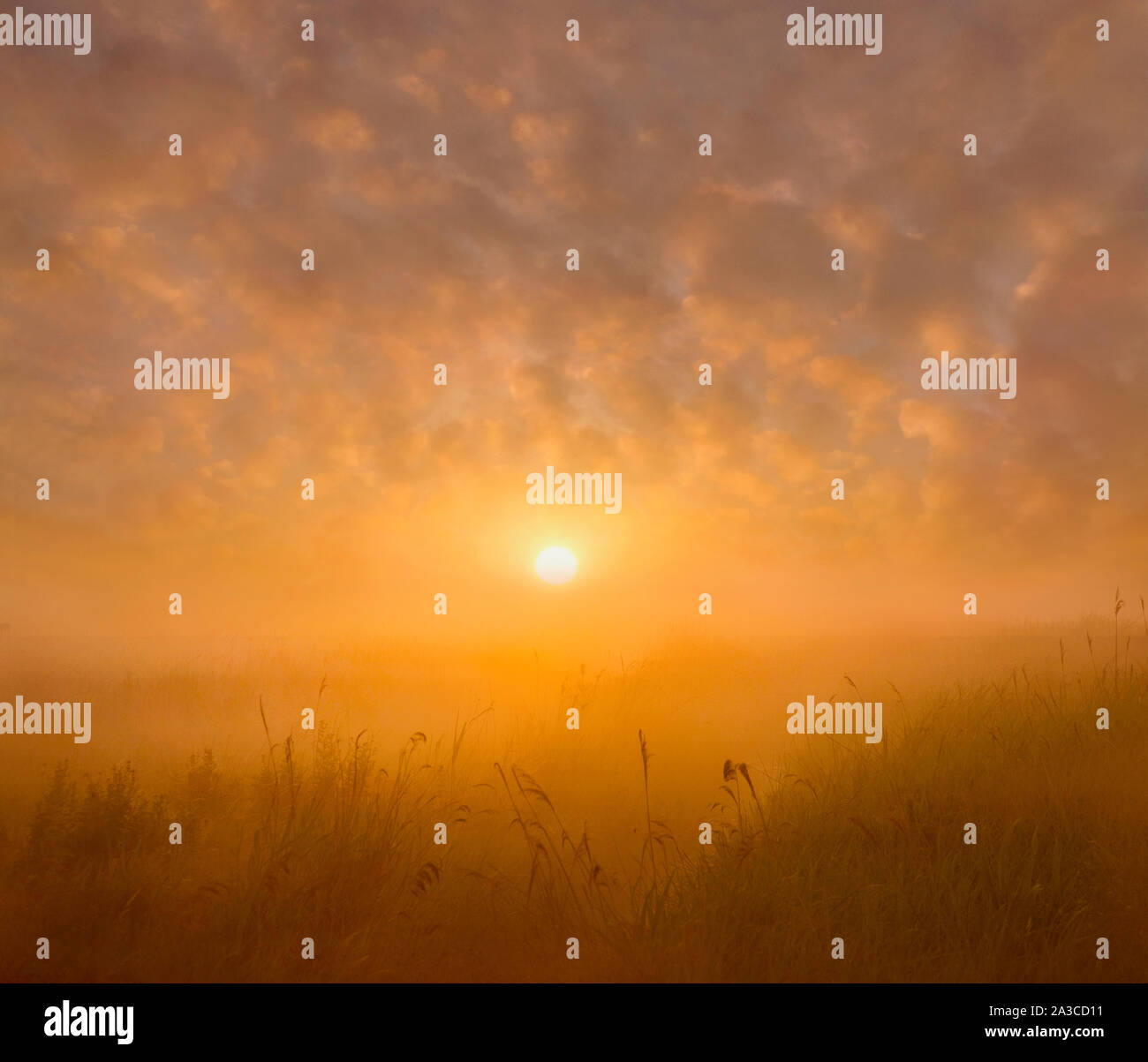 Golden meadows hi-res stock photography and images - Alamy