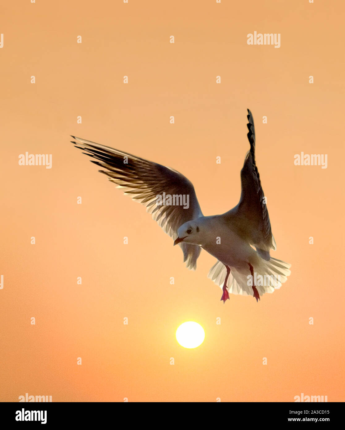 Bird Flying Over Sun Rays High Resolution Stock Photography and Images ...