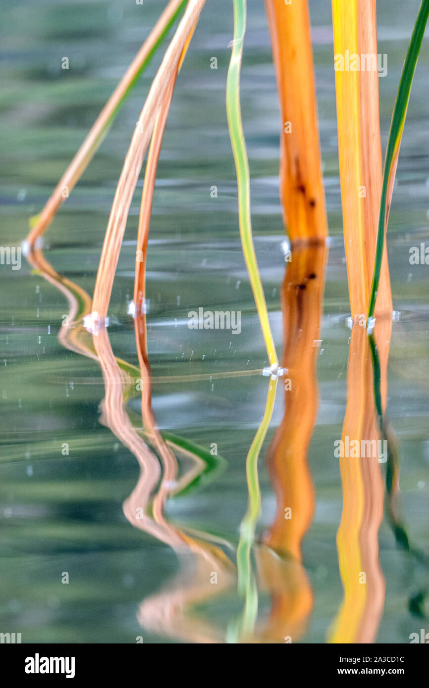 Reedbed ripples hi-res stock photography and images - Alamy