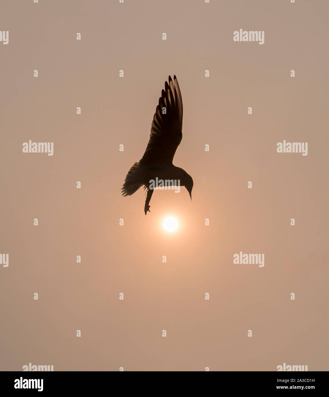 Angel Flight Down High Resolution Stock Photography and Images - Alamy