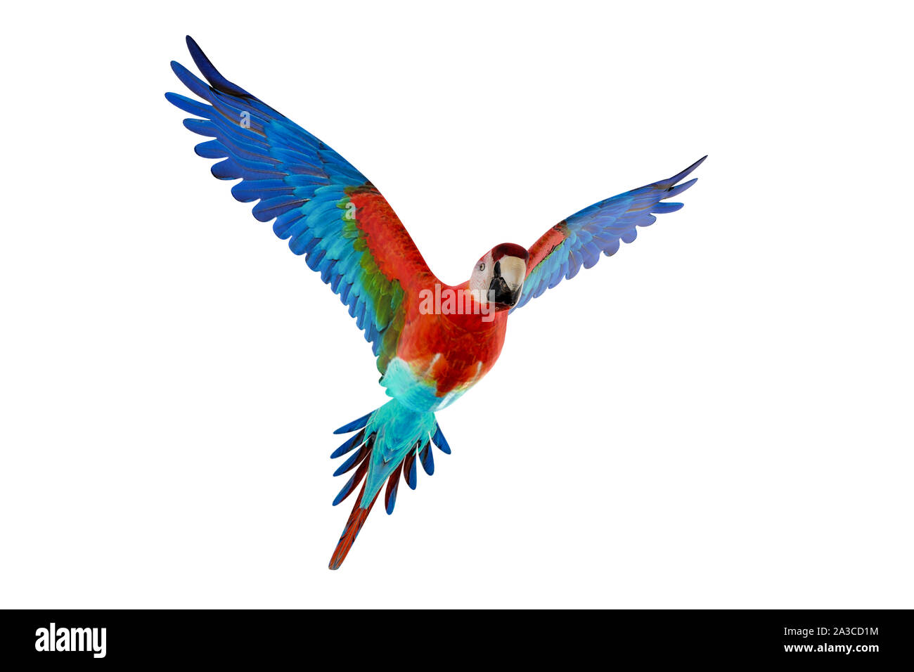 Guacamaya bird hi-res stock photography and images - Alamy