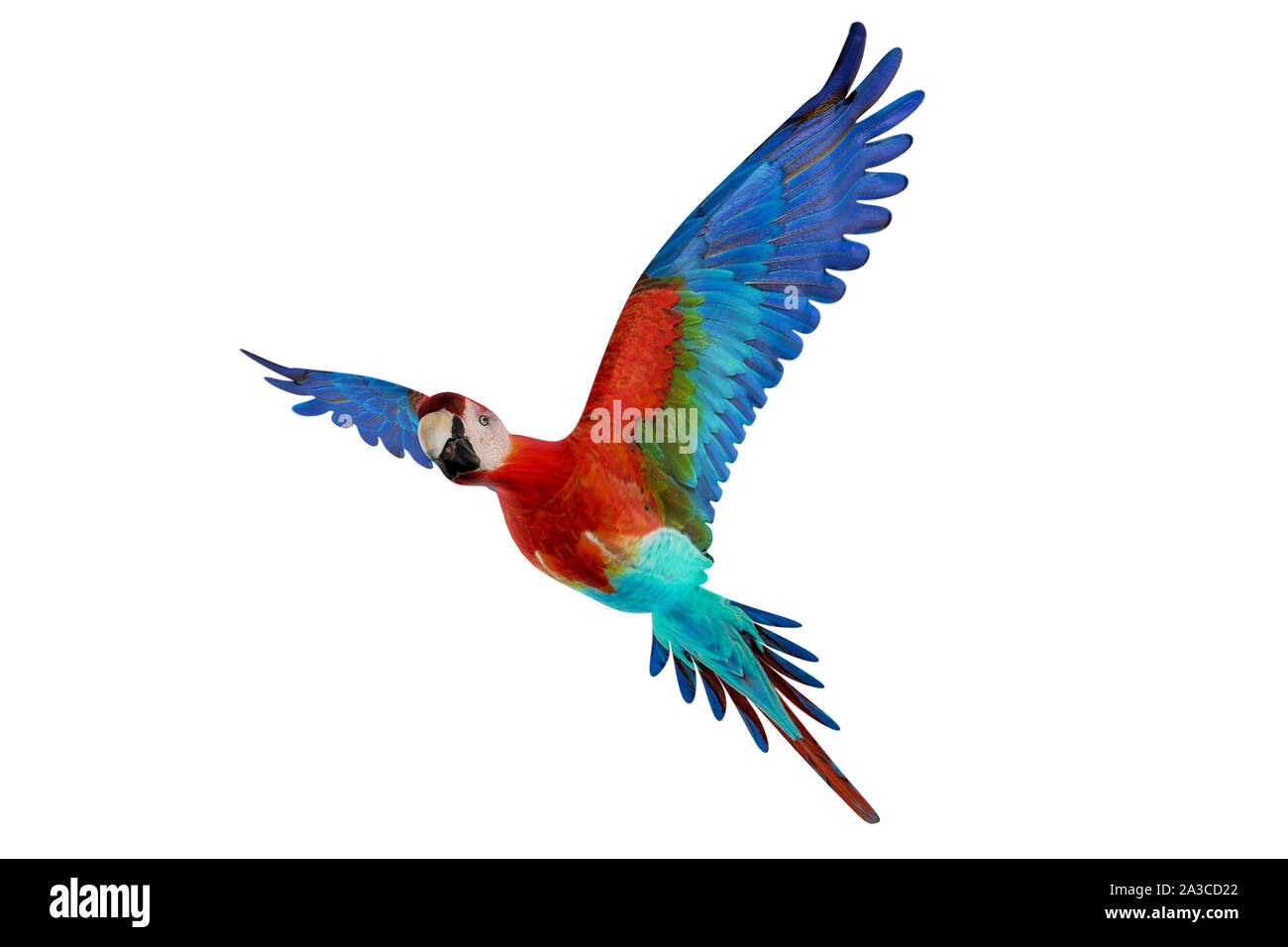 guacamaya isolated on white background 3d illustration Stock Photo - Alamy