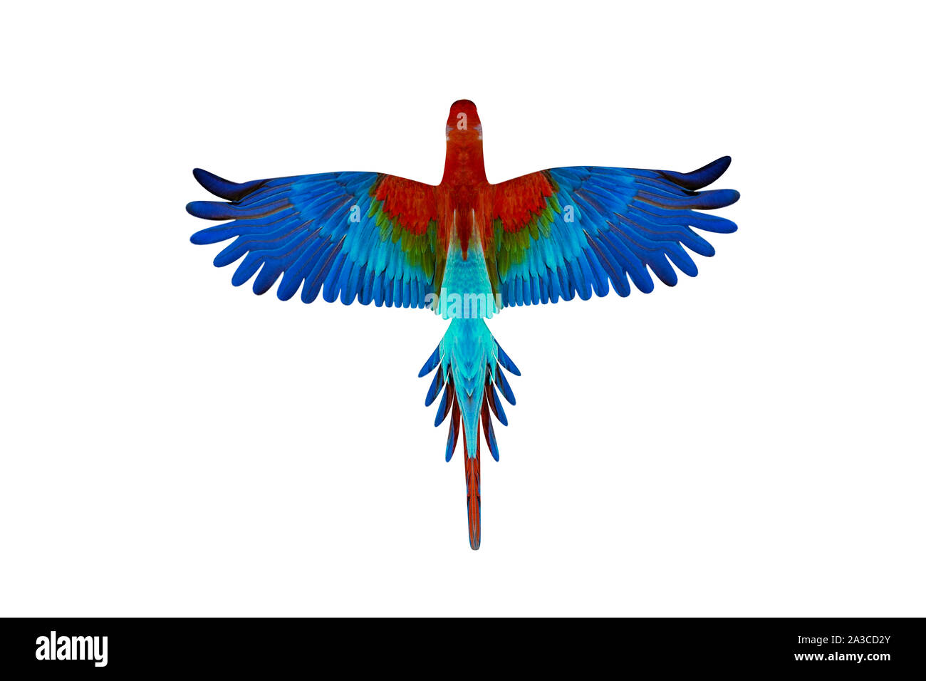 Guacamaya bird hi-res stock photography and images - Alamy