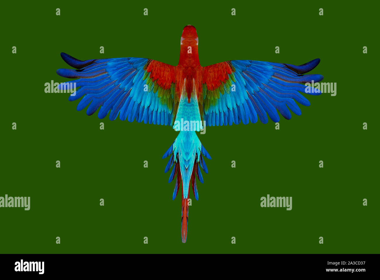 guacamaya isolated on green background 3d illustration Stock Photo - Alamy