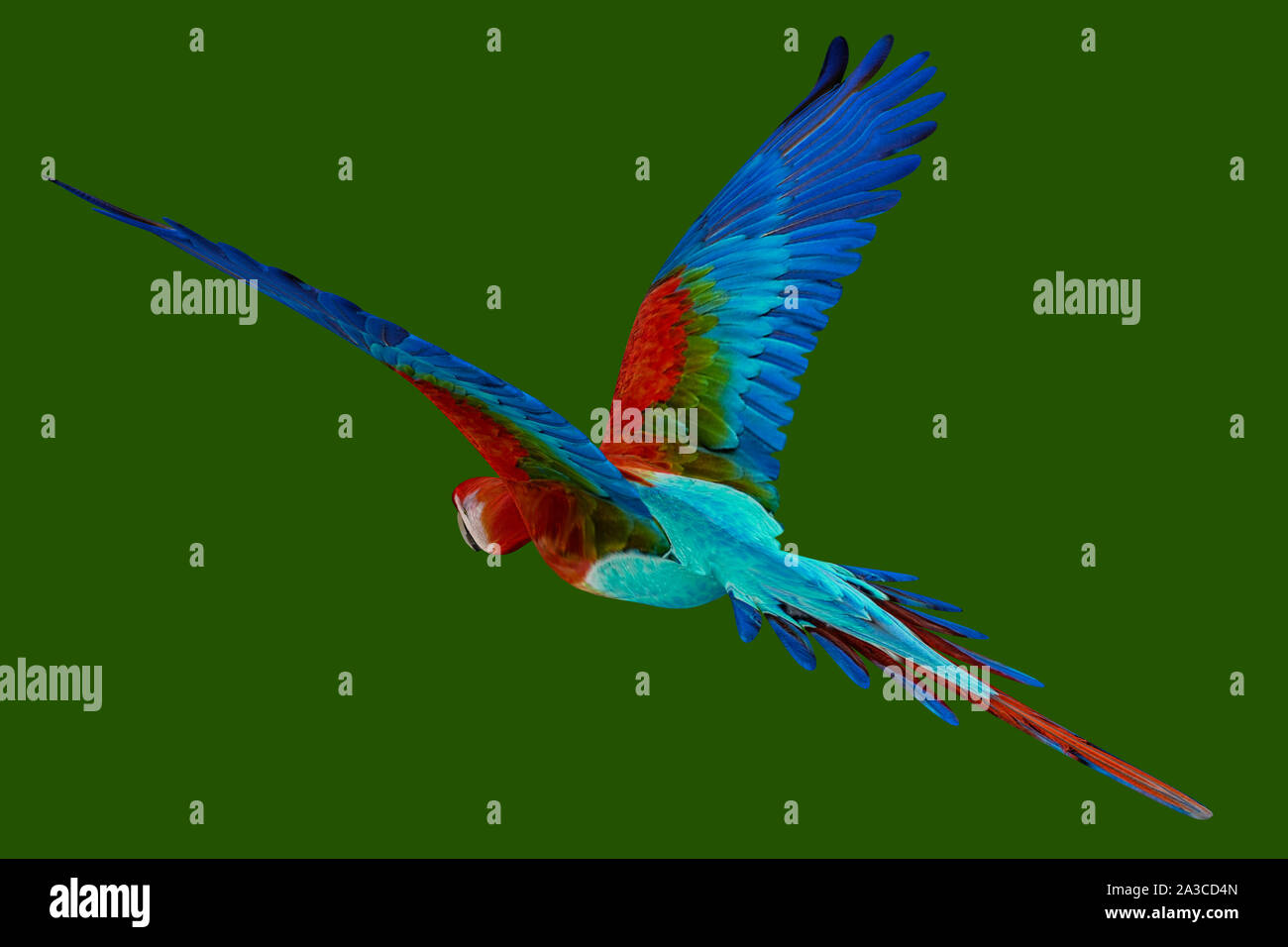 guacamaya isolated on green background 3d illustration Stock Photo - Alamy