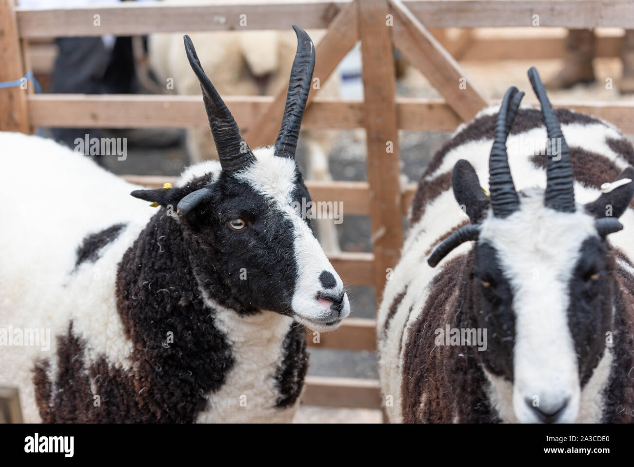 Jacob sheep at a show Stock Photo - Alamy
