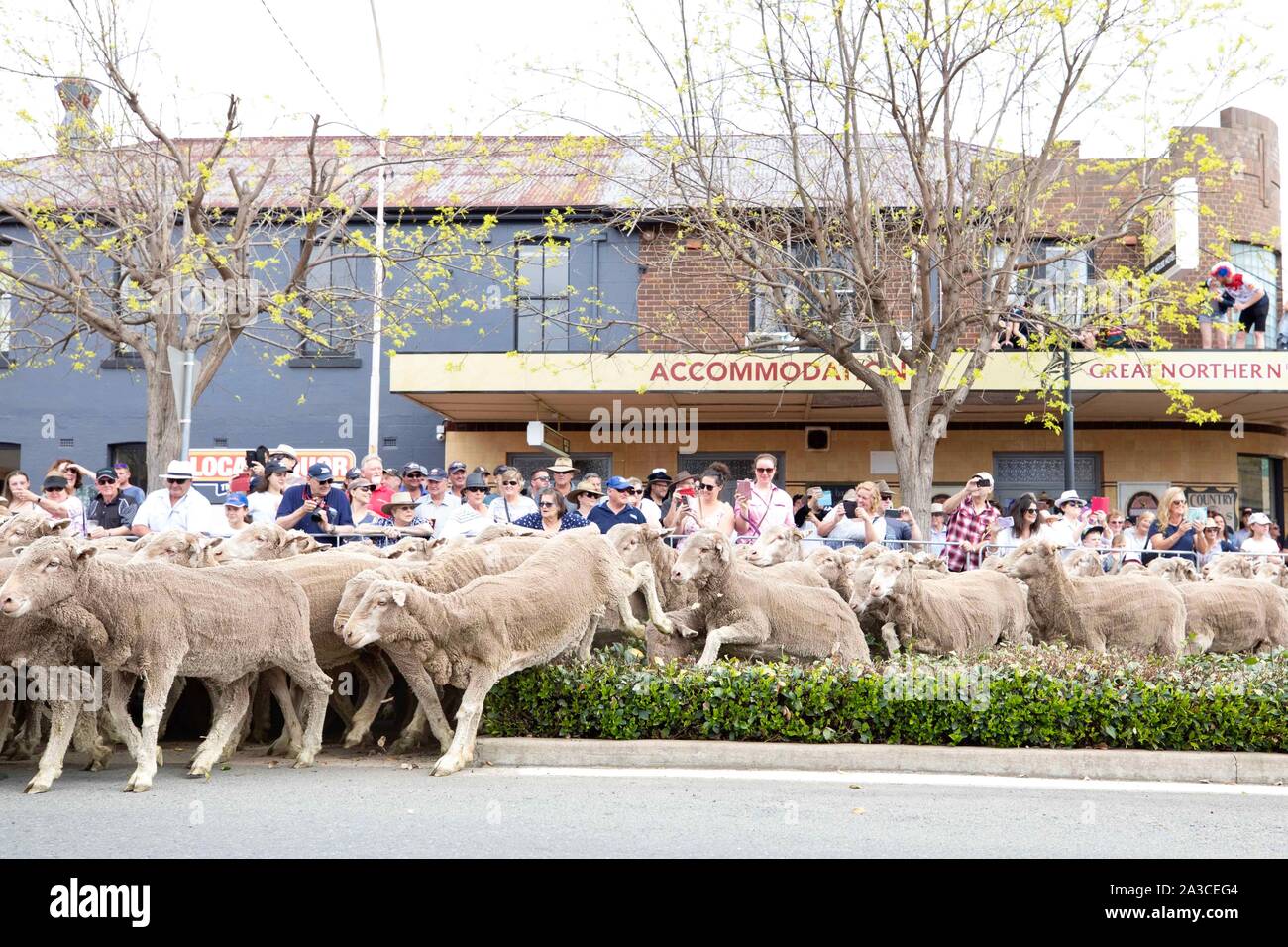 Boorowa. 6th Oct, 2019. Sheep run during the 23rd Boorowa Irish ...