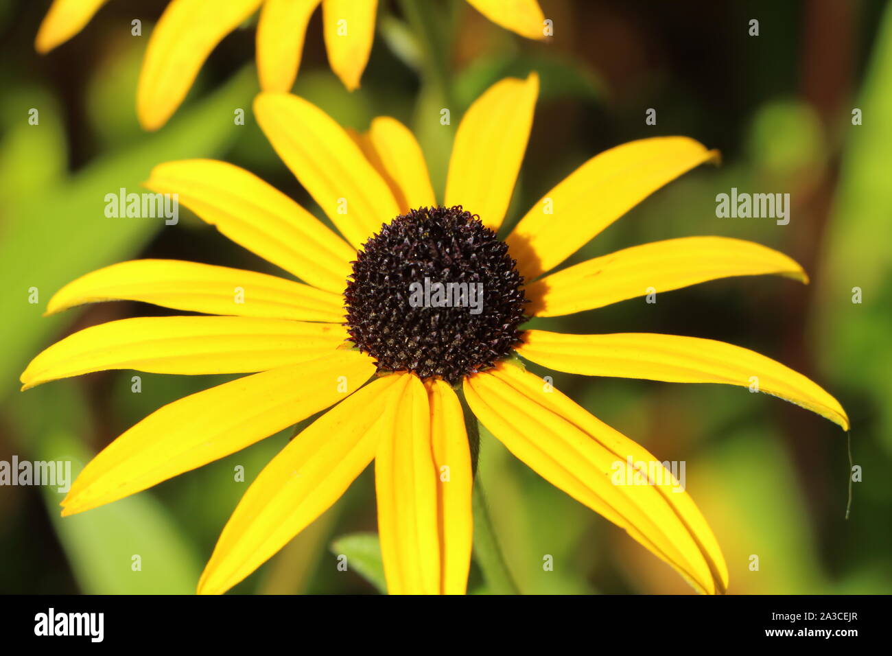 Yellow black-eyed susan flower in a garden during summer Stock Photo ...