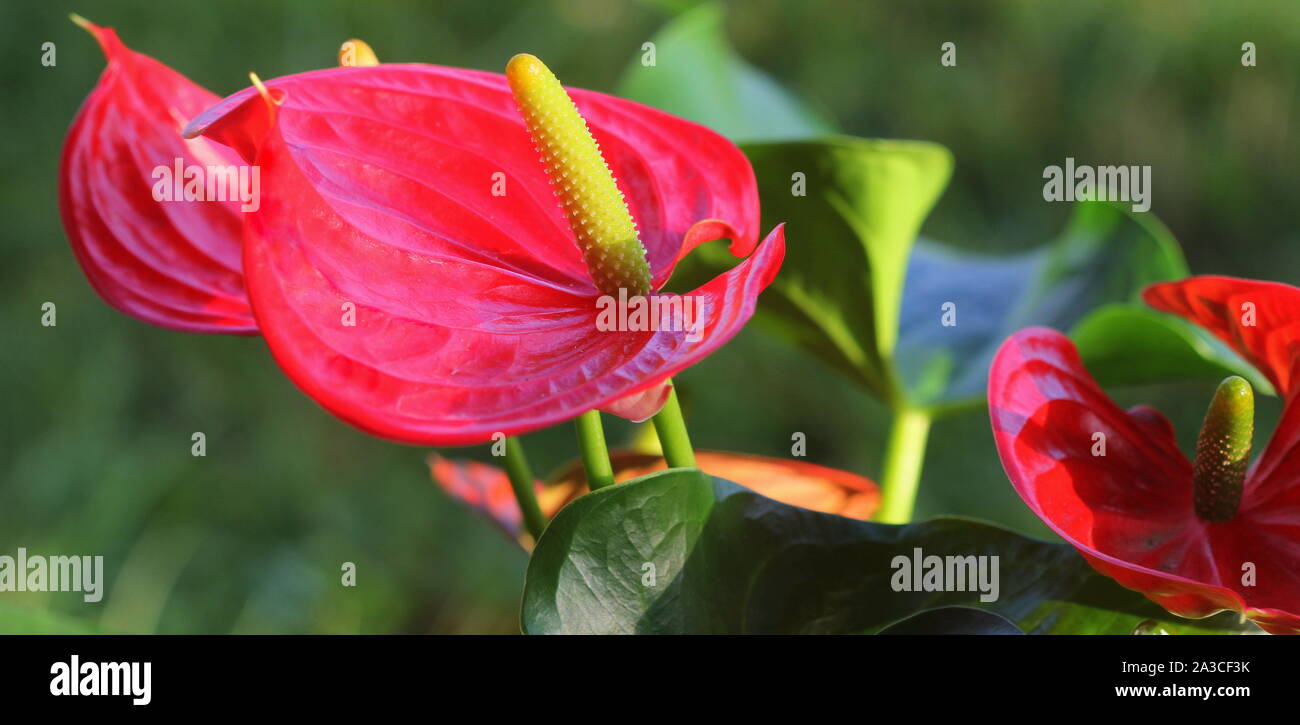 Red Flamingo flower,Anthurium andraeanum, Araceae or Arum on blurred ...