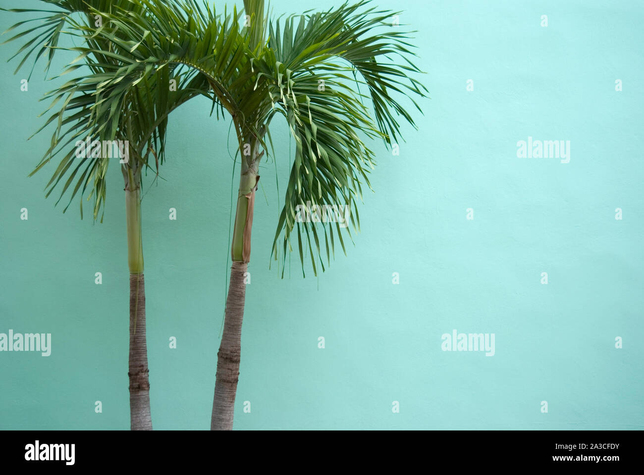 Abstract Coconut Tree and Light Green Wall Stock Photo - Alamy