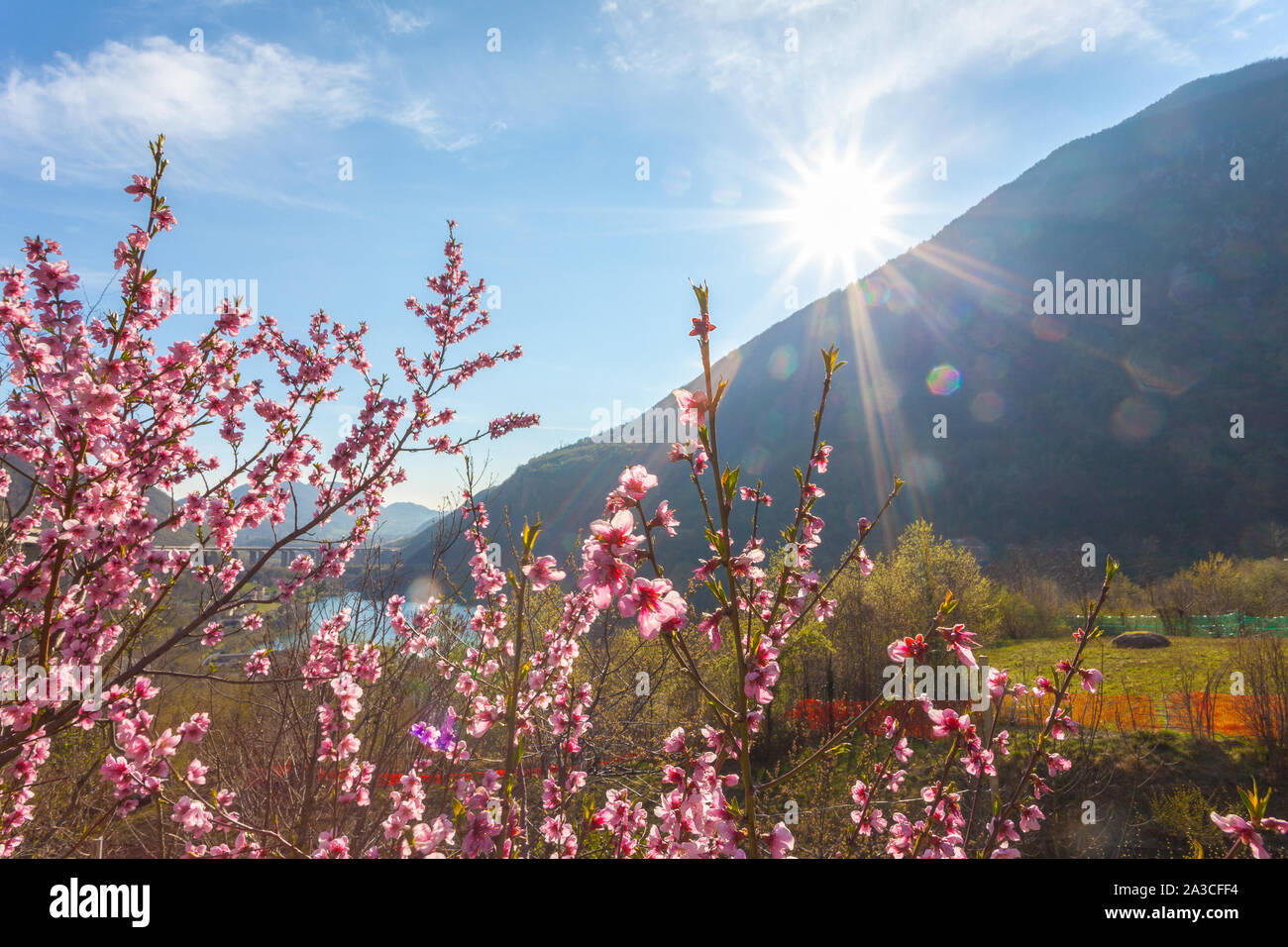 Peach tree in bloom with sun and mountain in the background Stock Photo ...