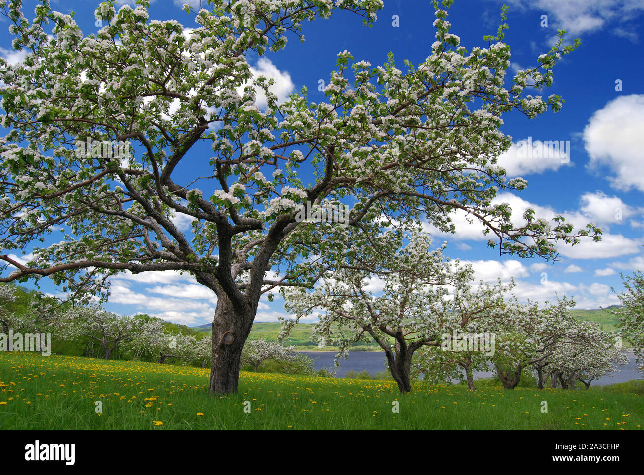 Apple Trees in Full Bloom with Blue Sky Stock Photo - Alamy