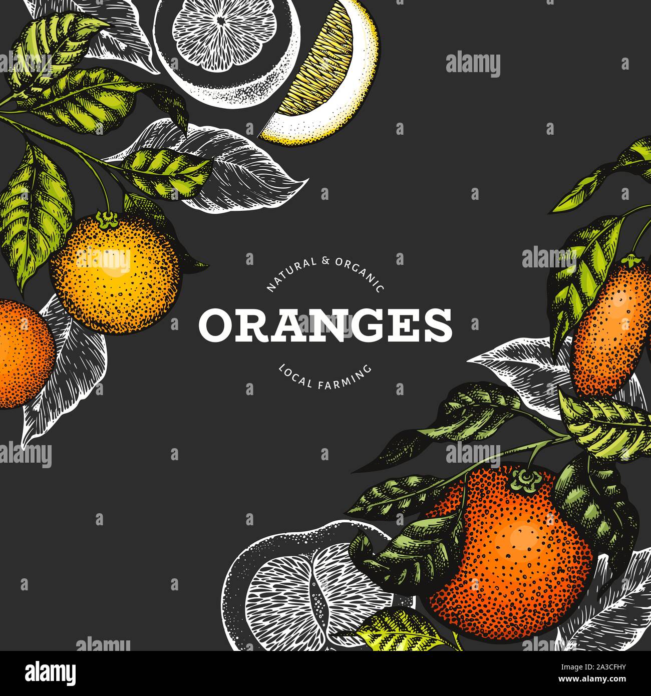 Citrus design template. Hand drawn vector colour fruit illustration on ...