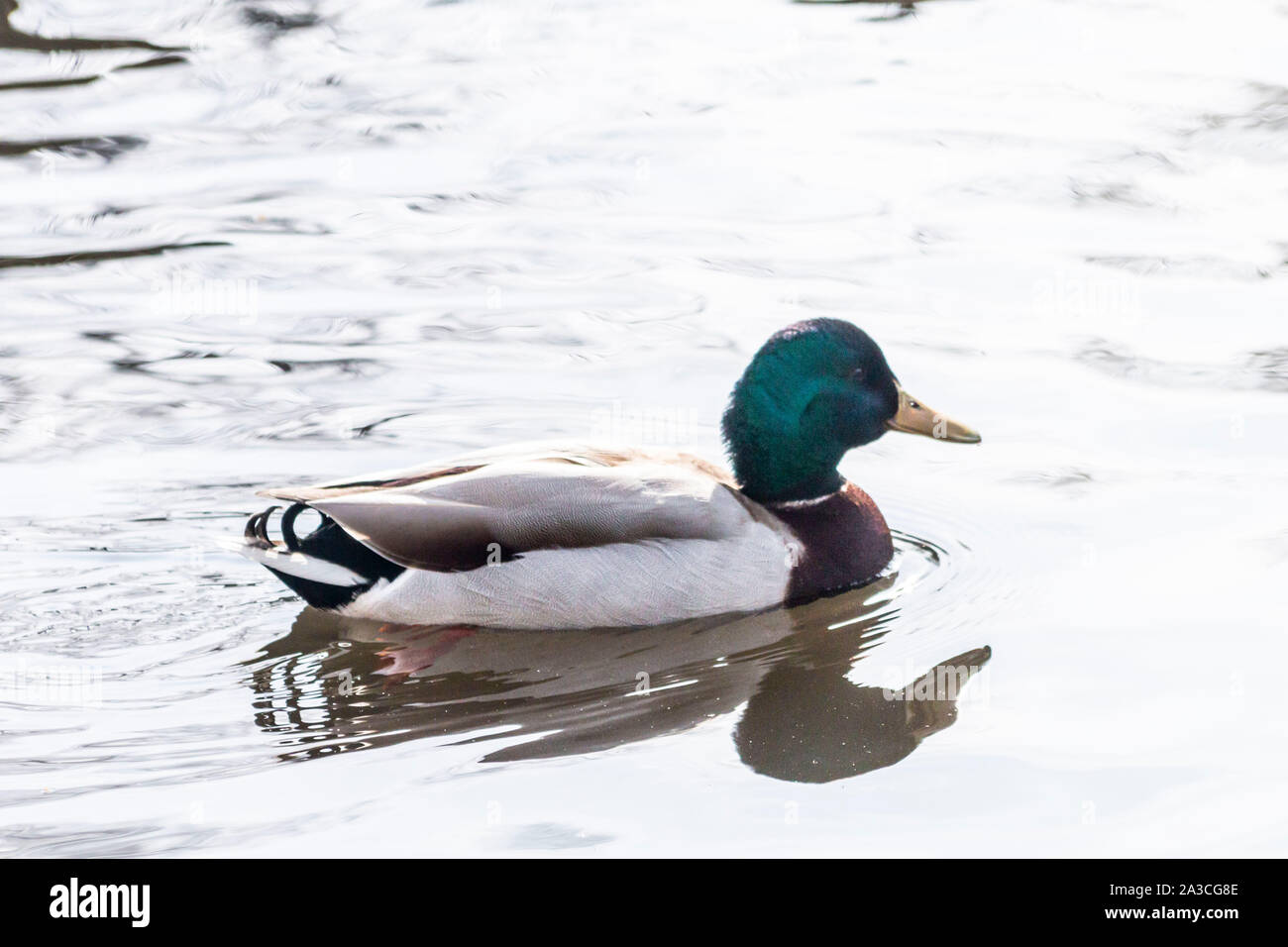 duck swimming in the water Stock Photo - Alamy