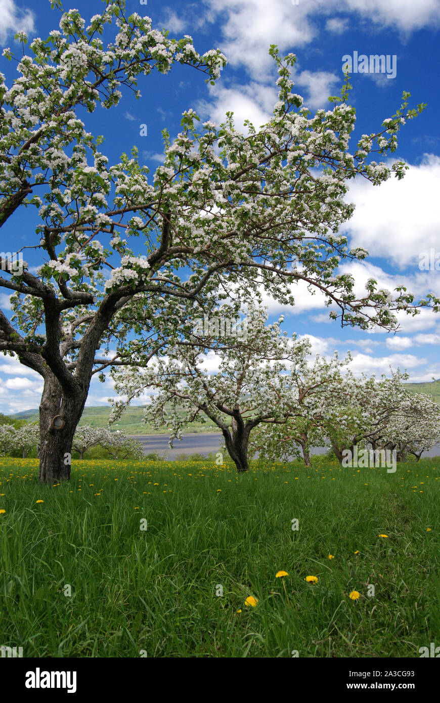 Apple Trees in Full Bloom near River Stock Photo - Alamy