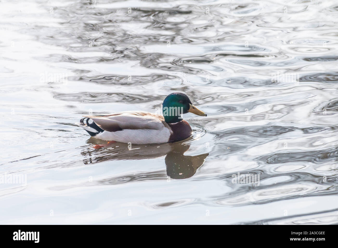 duck swimming in the water Stock Photo - Alamy