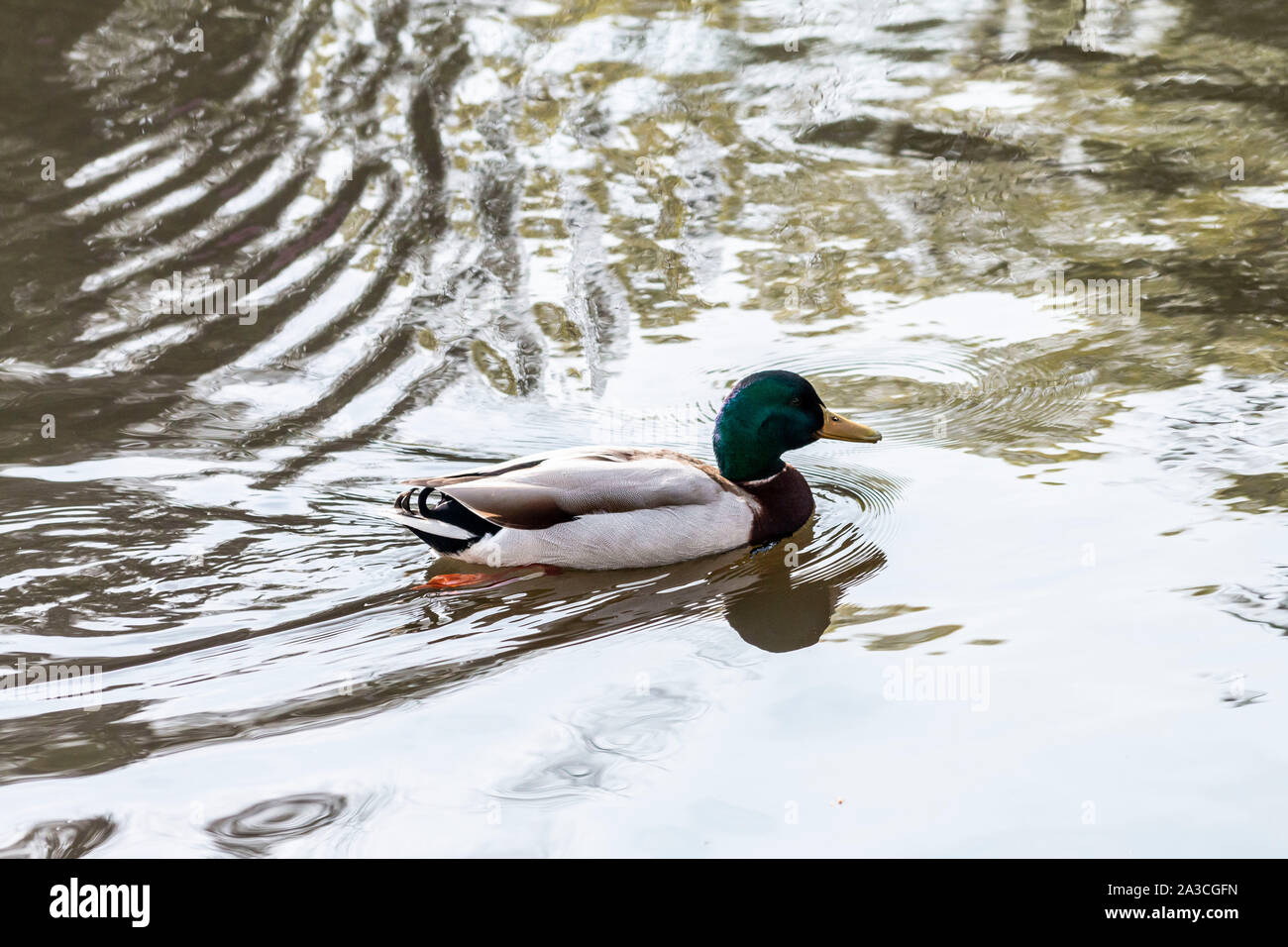 duck swimming in the water Stock Photo - Alamy