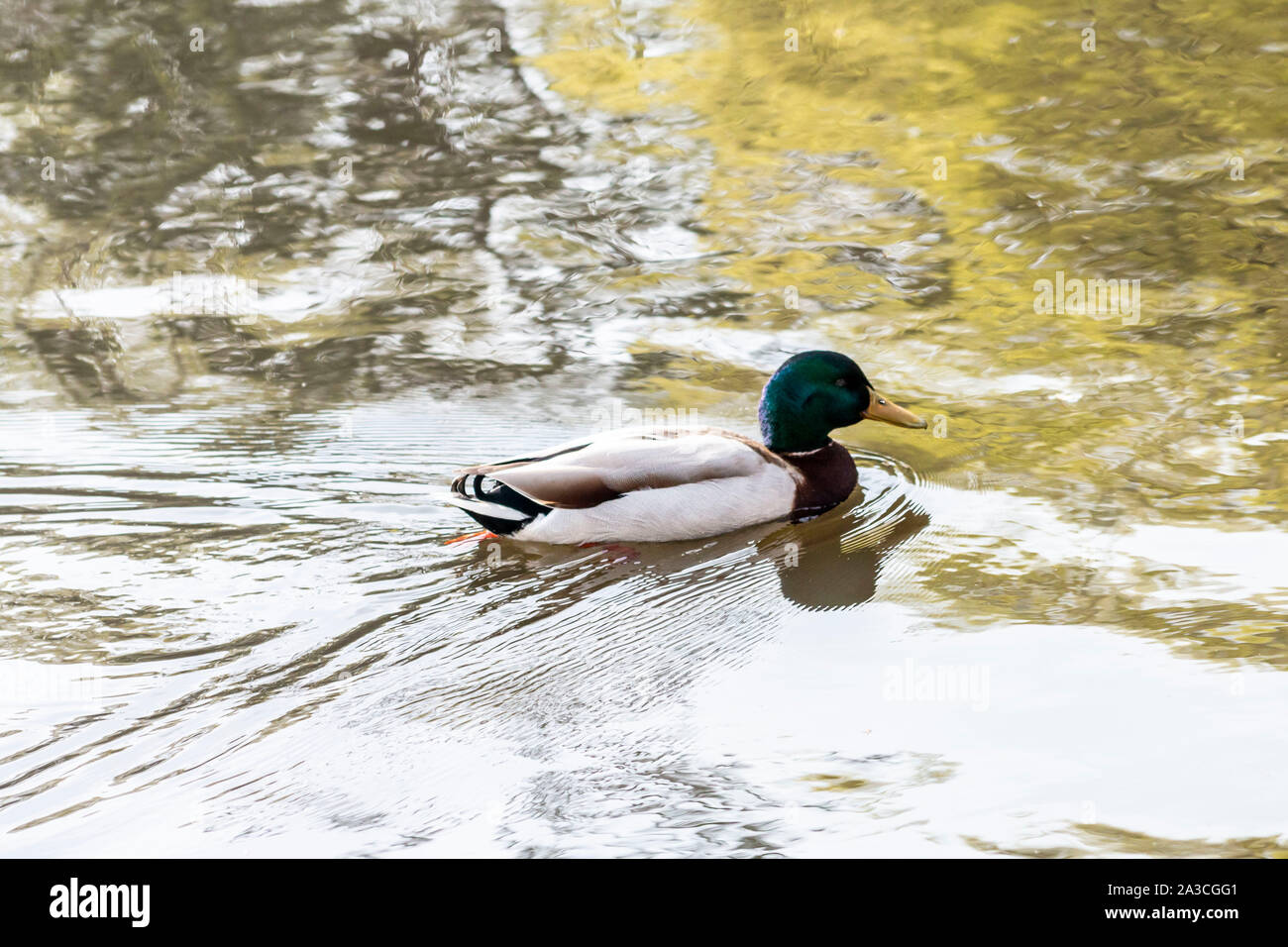 duck swimming in the water Stock Photo - Alamy