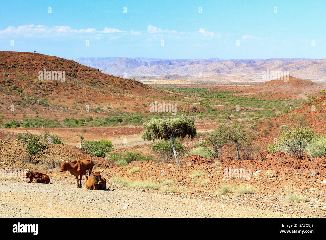Cattle farming namibia hi-res stock photography and images - Alamy