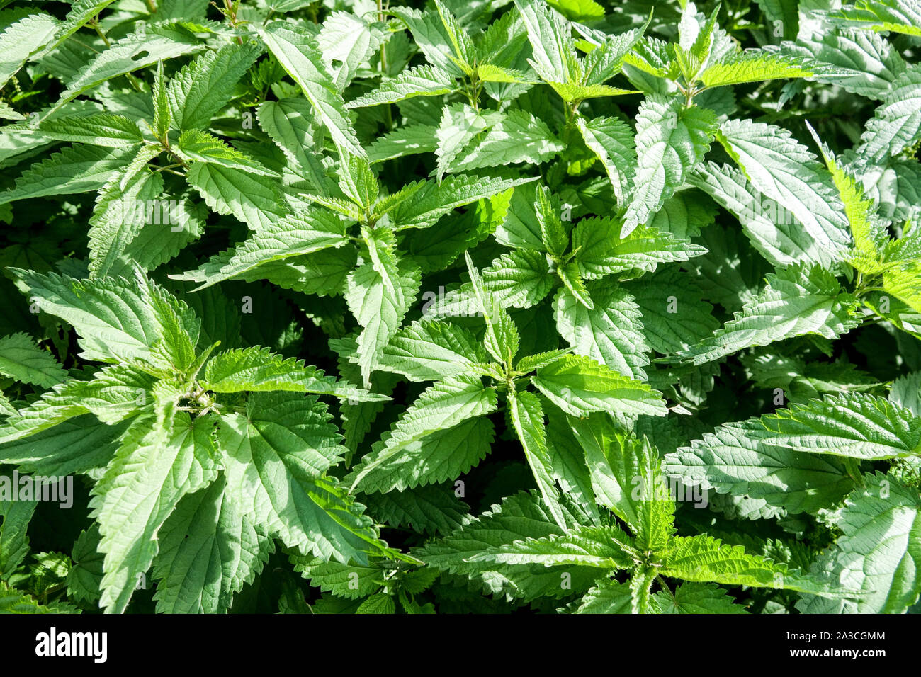 Stinging nettle leaves Stock Photo - Alamy