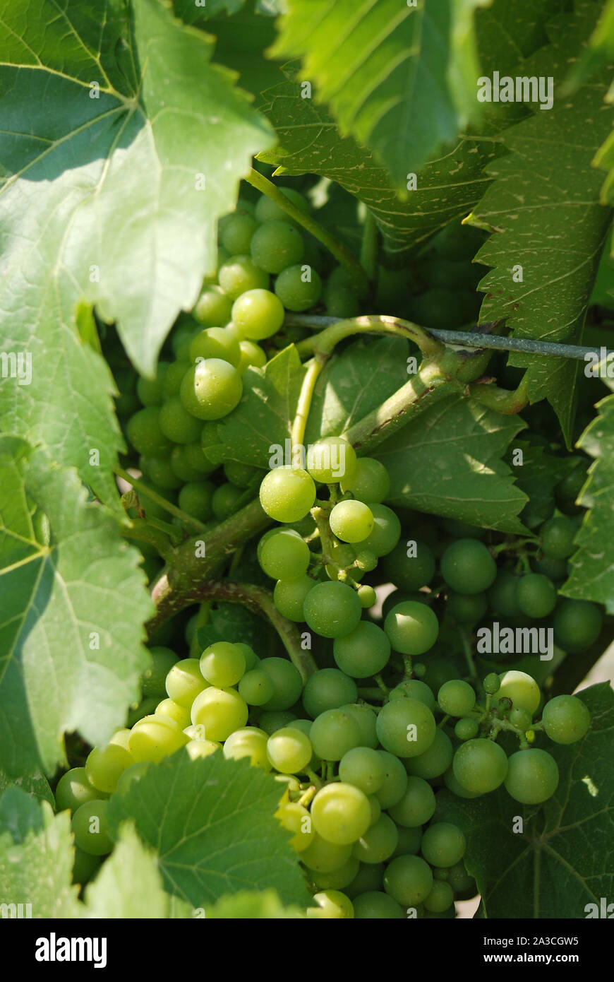 Beautiful green grapes in hi-res stock photography and images - Alamy