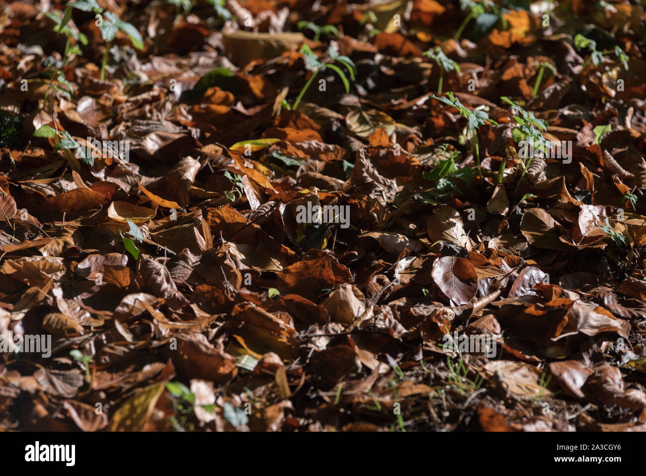 Golden leaves on the floor hi-res stock photography and images - Alamy