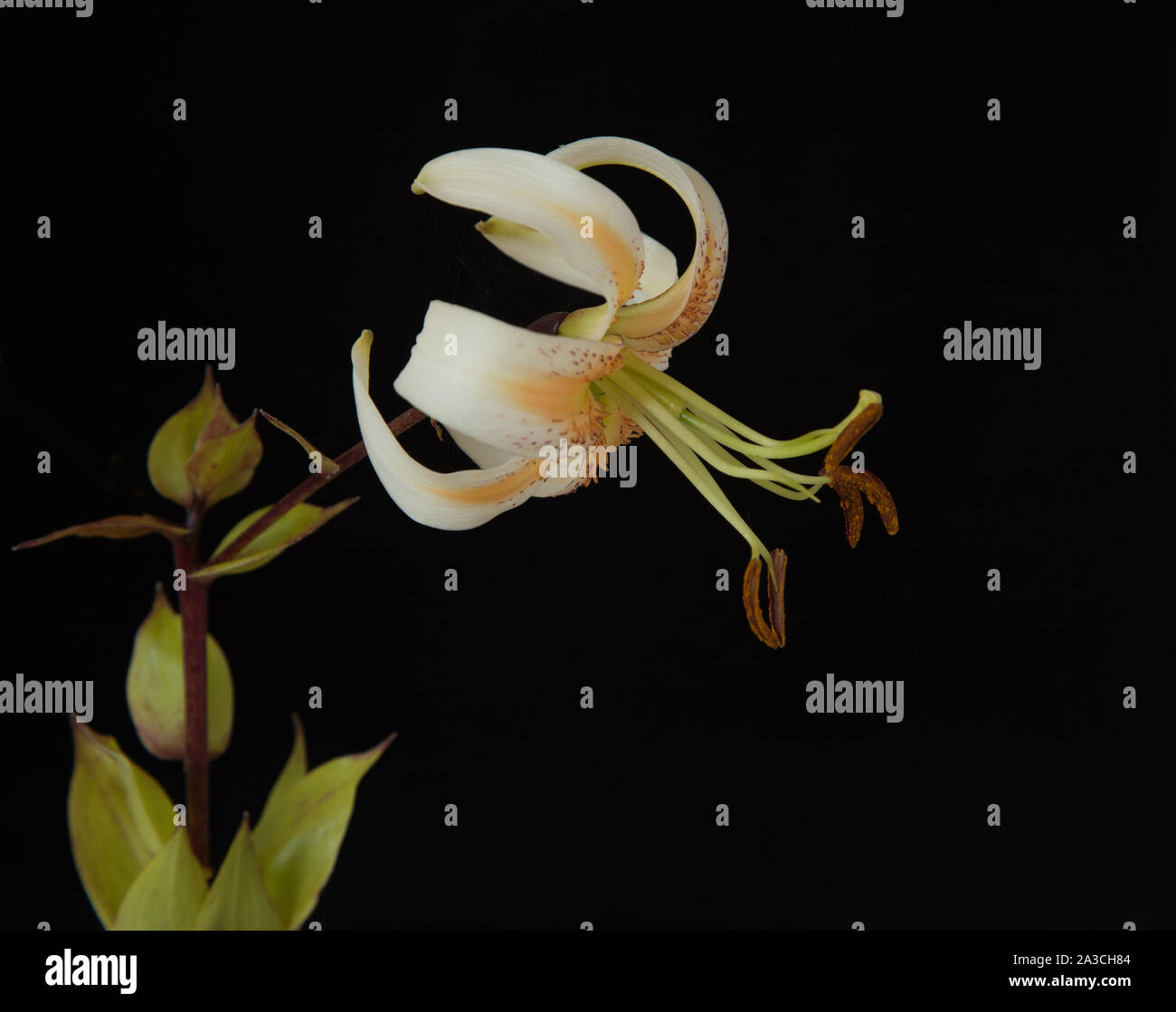 Lily "Lady Alice Stock Photo - Alamy