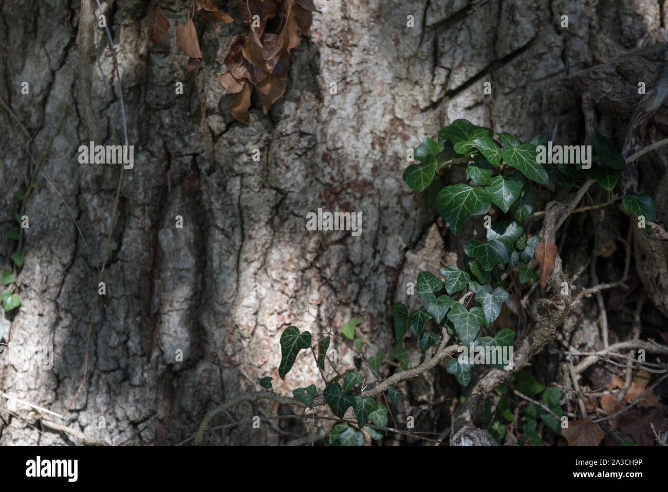Vines on tree hi-res stock photography and images - Alamy