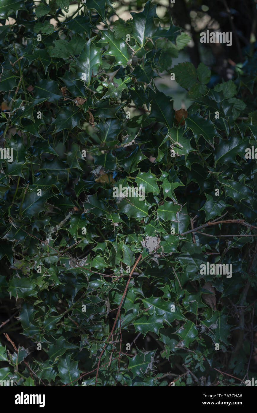 Vines on tree hi-res stock photography and images - Alamy