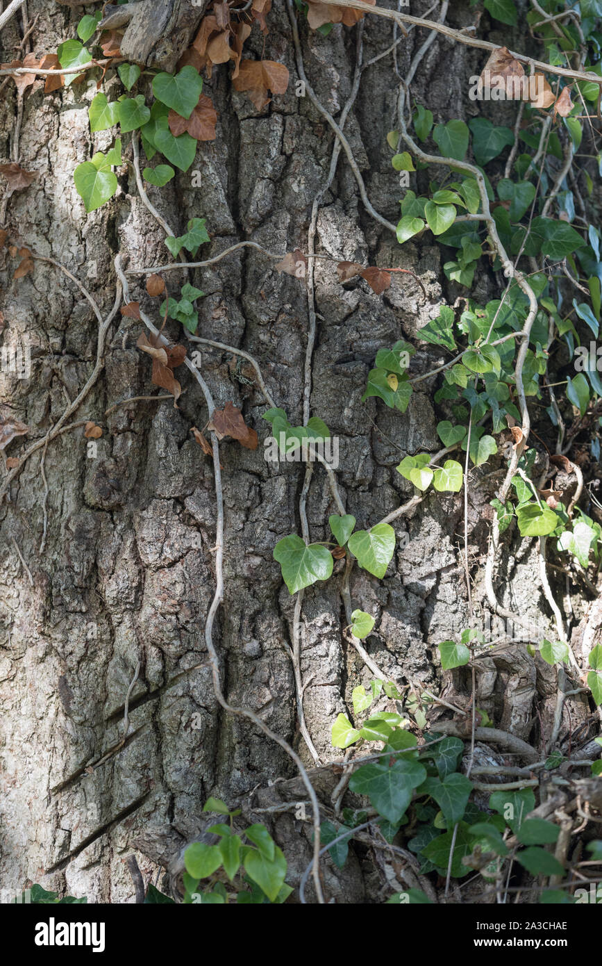 Close up grey maine hi-res stock photography and images - Alamy