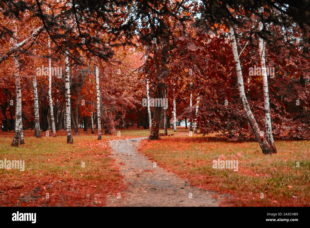 Black Forrest. Orange Evening Sun shines through the golden foggy ...
