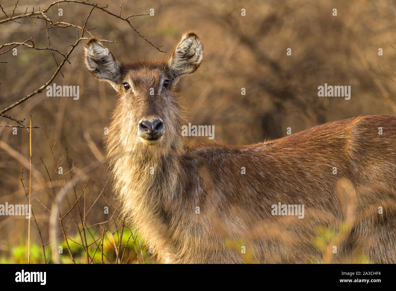 Wildlife Waterbuck animal alert for danger closeup head body portrait ...