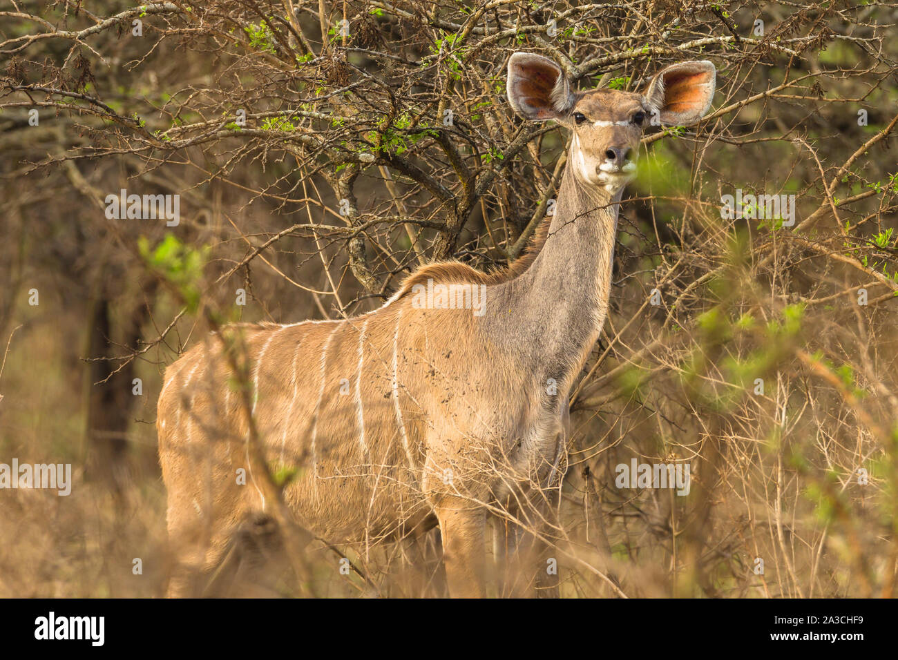 Wildlife kudu hi-res stock photography and images - Alamy