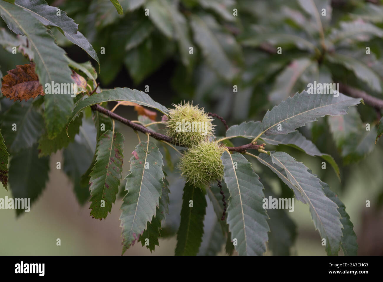 countryside with be horse chess nuts scene in Hampshire Liphook Stock ...