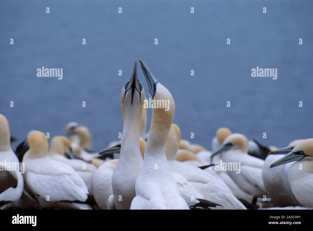 Northern gannet flock canada hi-res stock photography and images - Alamy