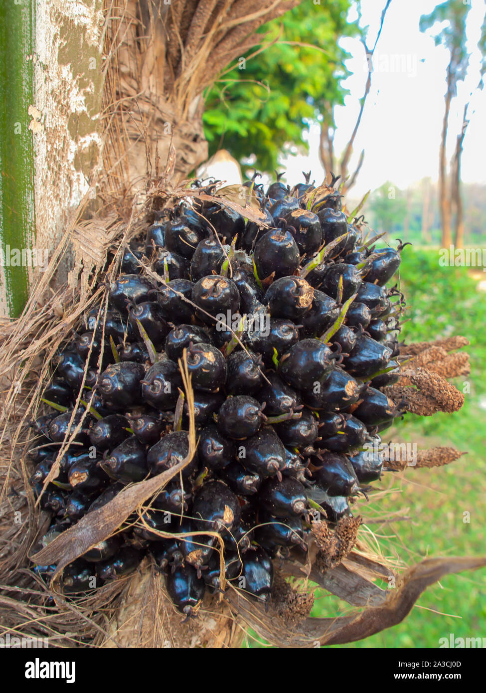 Oil Palm Fruit Bunch