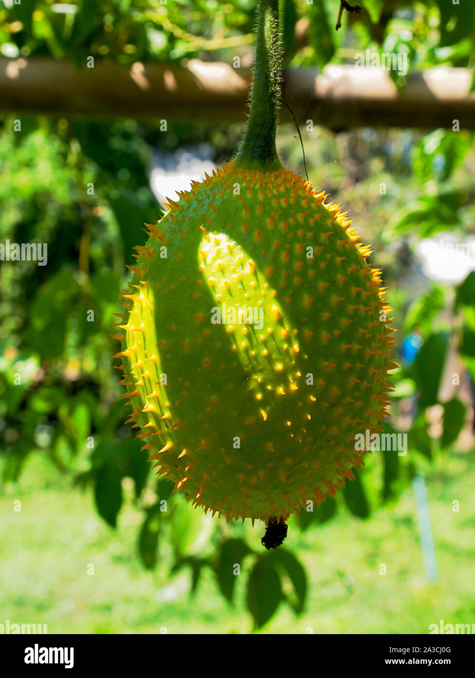 Momordica cochinchinensis hi-res stock photography and images - Alamy